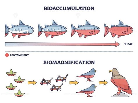 Bioaccumulation Vs Biomagnification Toxic Poisoning Process Outline Diagram Biology Notes