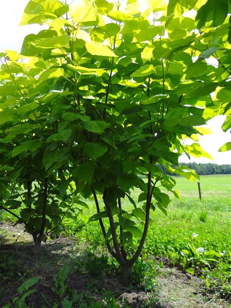 Multi Stem Trees Gallery Valley Plants
