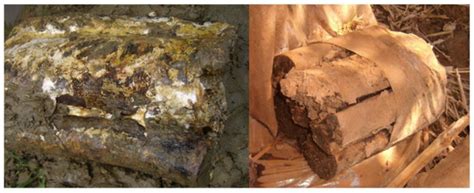 A Novel Strain Breeding Of Ganoderma Lucidum Uv119 Agaricomycetes With High Spores Yield And