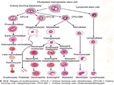 Erythropoiesis Pptx