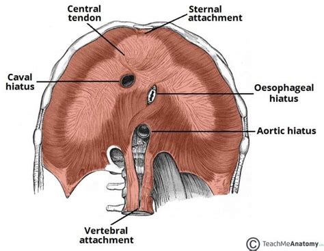 The Diaphragm Actions Innervation Teachmeanatomy