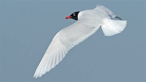 Gulls And Terns Found In Uk Wetlands Wwt