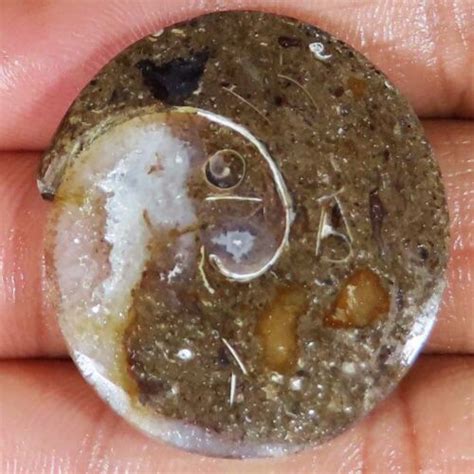 50 60 Ct Natural Fossil Snail Fancy Cabochon Fossilized Gemstone