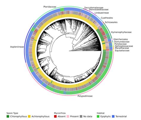 Phylogenetic Tree With 1758 Fern Species From Inner Circle To Outer Download Scientific