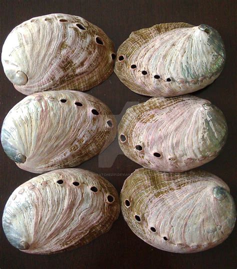 Shell Symmetry By Skratchez01 On Deviantart