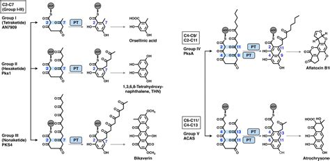 Structural Enzymology Of Iterative Type I Polyketide Synthases Various Routes To Catalytic