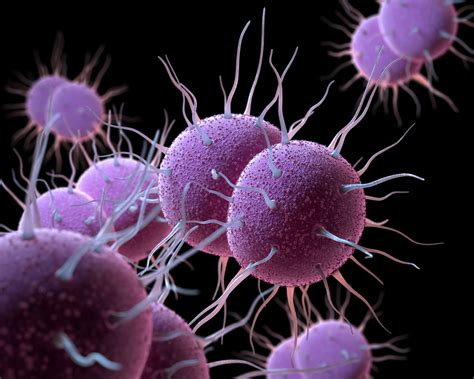 Gonococcal Infection Antibiotic Resistance And Its Wane On The