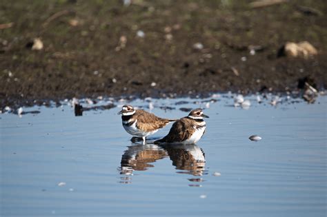 Killdeer Pair By Chatar