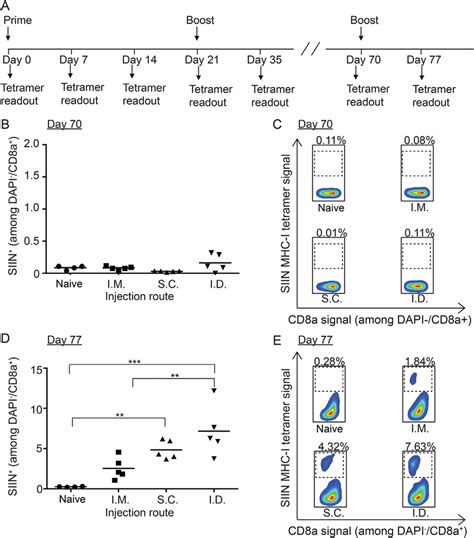 Durability Of Siin Specific Cd8 þ T Cells In Mice Immunized With Ipems