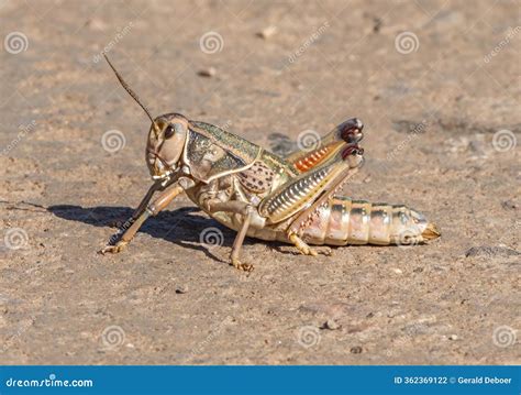 Lubber Grasshopper On Hibiscus Flower Stock Image
