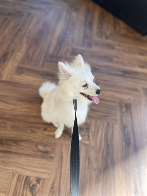 폼피츠 대박이 말티즈분양가격 말티푸분양가격 비숑프리제분양가격 미니비숑프리제분양가격 포메라니안분양가격 푸들분양가격 토이푸들분양가격 골든리트리버분양가격 래브라도리트리버분양가격