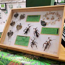 Check Out Videos And Photos Of The Bremerton Bug And Reptile Museum
