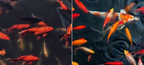 Goldfish Vs Koi What Are The Key Differences