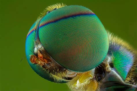 What Is Macro Photography Definition And Tutorials
