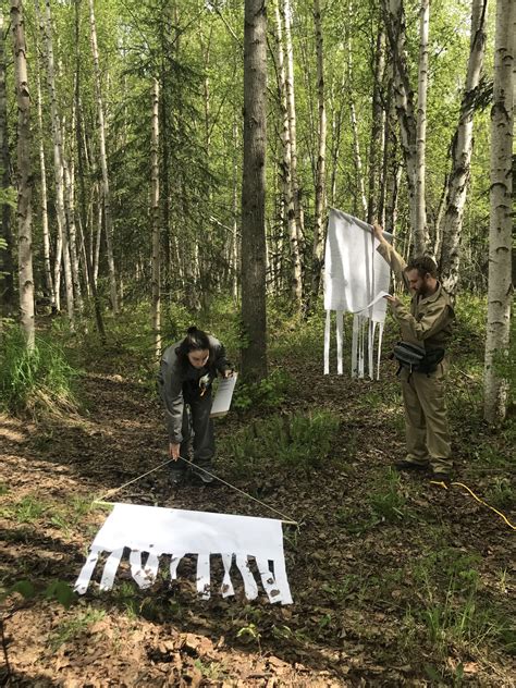 Researchers Identify New Tick Species Alaska College Of Health