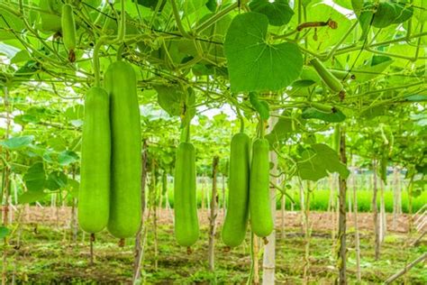 Gourd Vegetables Benefits Uses Types Grow And Care Tips