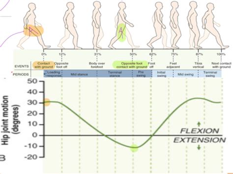 lecture 8 gait locomotion flashcards quizlet