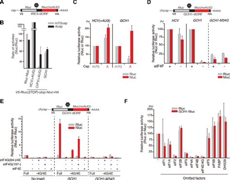 Eif4g Drives Aug Dependent 3 Ires Activities In The Reconstituted Download Scientific Diagram