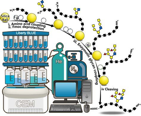 The Principle Of Machine‐driven Chemoenzymatic Synthesis Of Glycopeptide Download Scientific