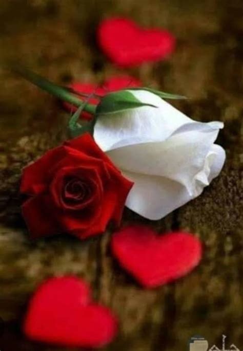 تعارف بنات و اولاد