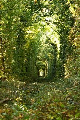 Tree Tunnel Stock Photos Images And Backgrounds For Free Download