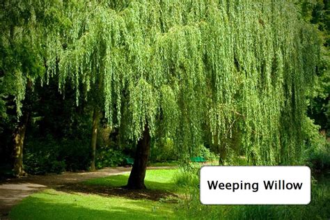 Why You Should Plant Fodder Trees Rare Plant Store