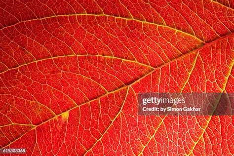 Plant Cell Cell Membrane Photos And Premium High Res Pictures Getty