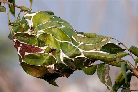 Weaver Ant Description Species Nest Bite And Facts Britannica