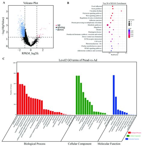 Go And Kegg Pathway Enrichment Analysis Of Genes Associated With