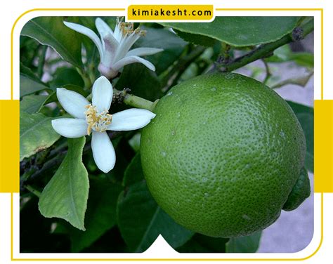 درخت لیمو ترش بعد از چند سال میوه می‌دهد افزایش باردهی کیمیاکشت