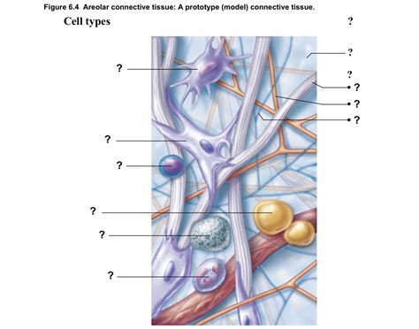 Areolar Connective Tissue A Prototype Model Quiz