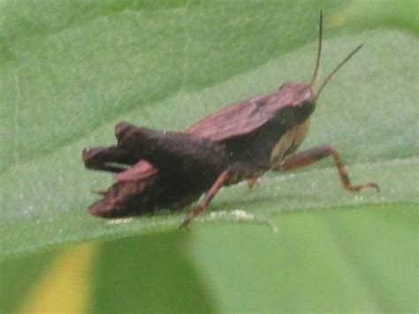 Tetrigidae Tettigidea Lateralis Bugguide Net