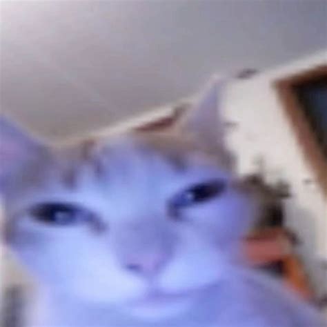 Sleepy Eepy Cat Sticker En 2024