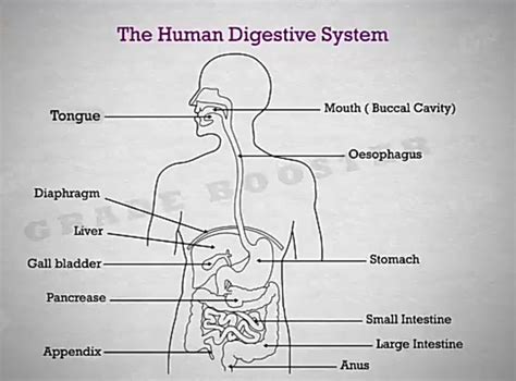 Life Processes Class 10 Notes Science Chapter 6 Artofit