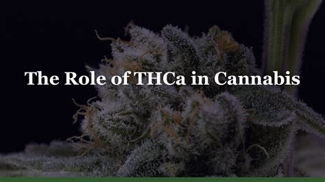 THC Vs THCa A Simple Guide To Their Effects Uses
