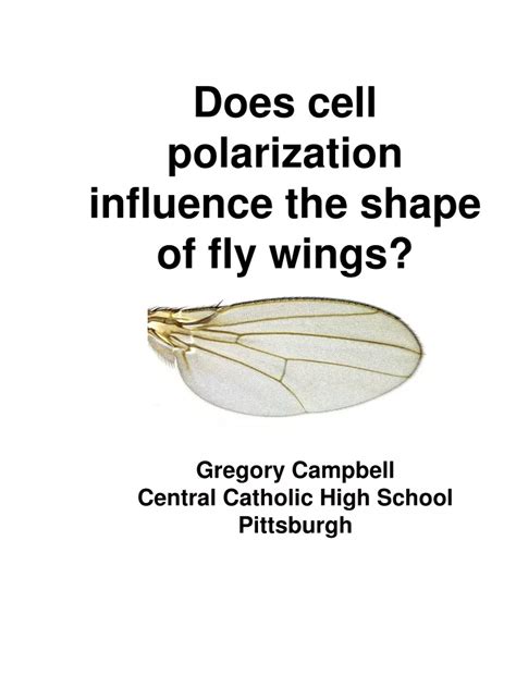 ppt influence of cell polarization on the shape of fly wings