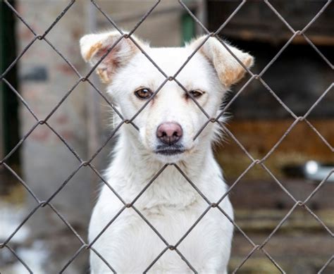 Животные приюта Очень ищет дом Снежа Ей около года чисто белого окраса Очень ласковая