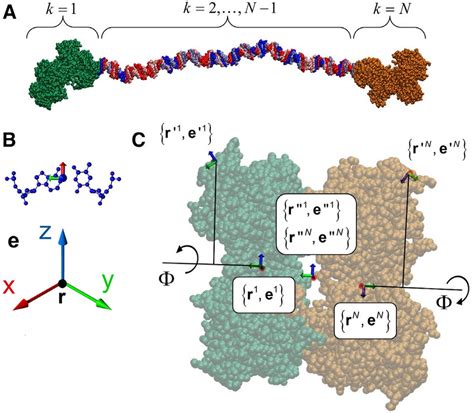 Nucleoprotein Model A Dna Molecule With A Pair Of Crebound Loxp Download Scientific Diagram