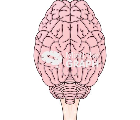 Sheep Brain Anatomy Diagram Dissecting Sheep Brains With Sixth Graders Sheep Brain Anatomy Diagram Dissecting Sheep Brains With Sixth Graders