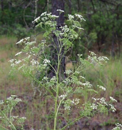 Identifying Hemlock