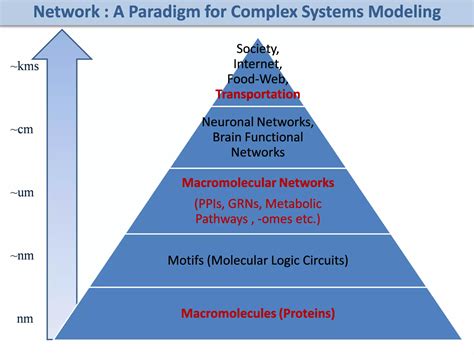 Network Biology A Paradigm For Modeling Biological Complex Systems Pdf Databases Computer
