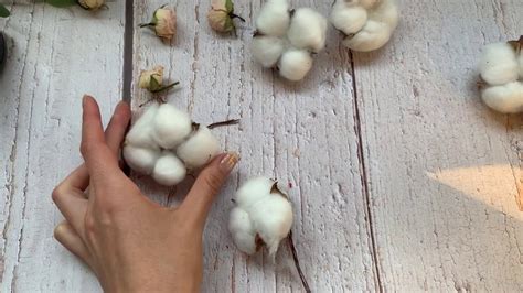 Хлопок натуральный сухоцветы Алматы Youtube