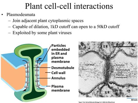 Extracellular Space