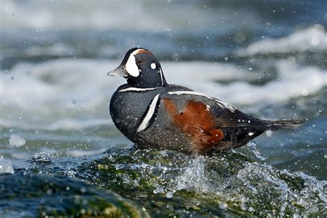 Harlequin Duck Audubon Field Guide