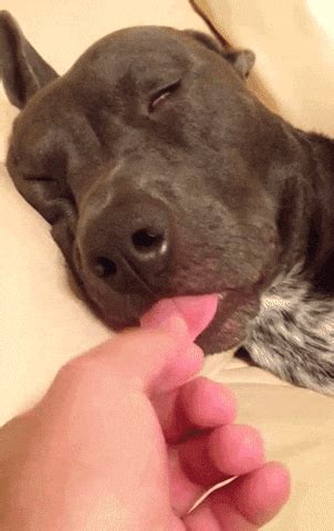 Funny Sleeping Gifs Get The Best Gif On Giphy
