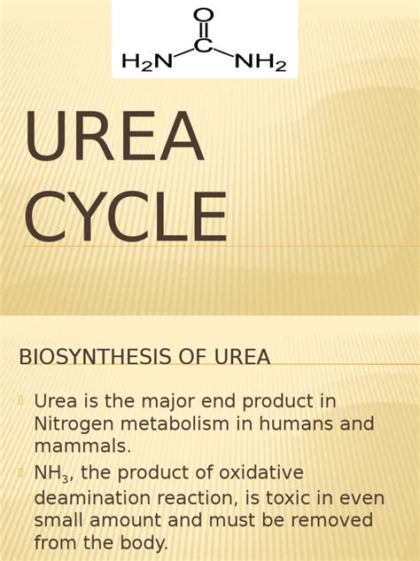 Urea Cycle Pdf Biosynthesis Citric Acid Cycle