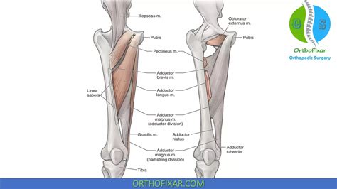Hip Extensor Muscles