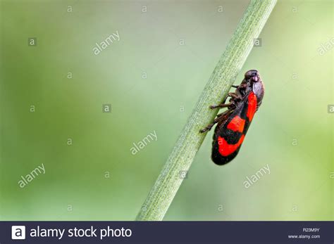 A Photograph Of A True Bug Known As A Froghopper On A Rush Juncus