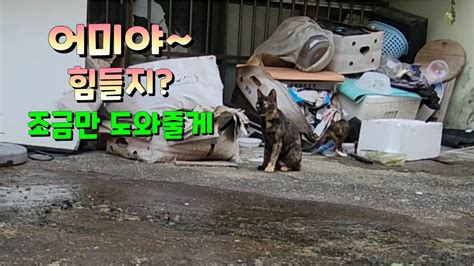 새끼고양이 키우느라 고생하는 어미고양이 도와주기 Youtube
