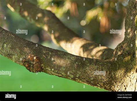 horizontal tree branch